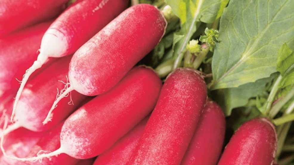 When to Sow Radish Seeds UK | Growing Guide | Fothergill’s