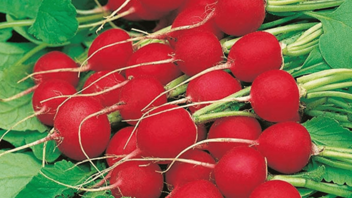 When to Sow Radish Seeds UK | Growing Guide | Fothergill’s