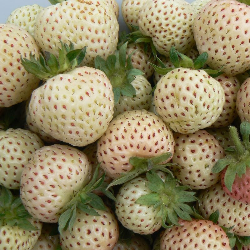 STRAWBERRY Snow White Bare Root Plants from Mr Fothergill's.