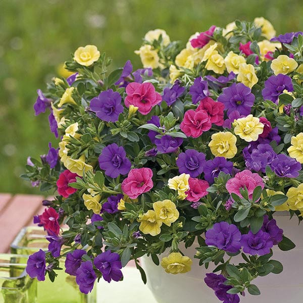Trixi Calibrachoa Petticoat Flower Plants From Mr Fothergills Seeds and ...