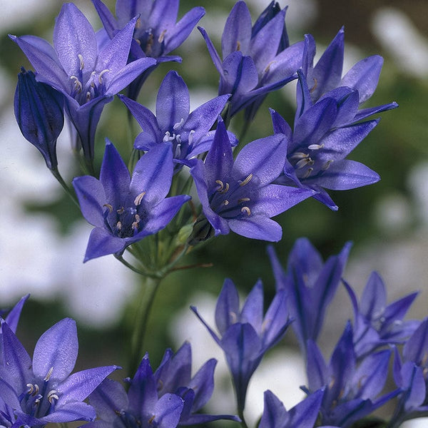 Triteleia Queen Fabiola Flower Bulbs From Mr Fothergills Seeds and Plants