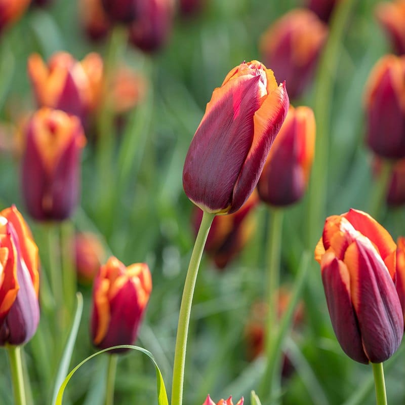 Tulip Slawa (Triumph) Flower Bulbs From Mr Fothergills Seeds and Plants