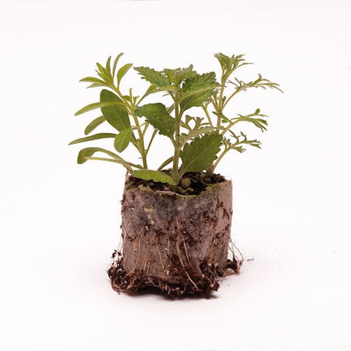 Trixi Crazy Cocktail Young Flower Plants | Fothergill’s