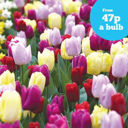 Tulip Prince Bulb Mix from Mr Fothergill's Seeds and Plants