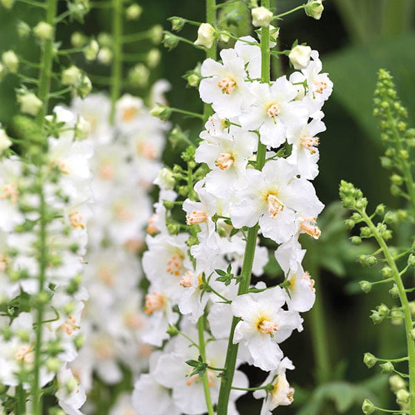 Verbascum Flush of White Flower Plants From Mr Fothergills Seeds and Plants