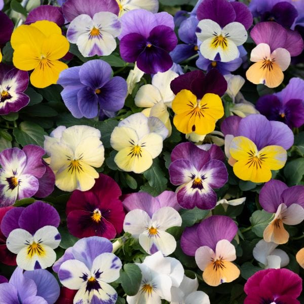 Trailing Viola Teardrops Mix Garden Ready Bedding Plants | Fothergill’s