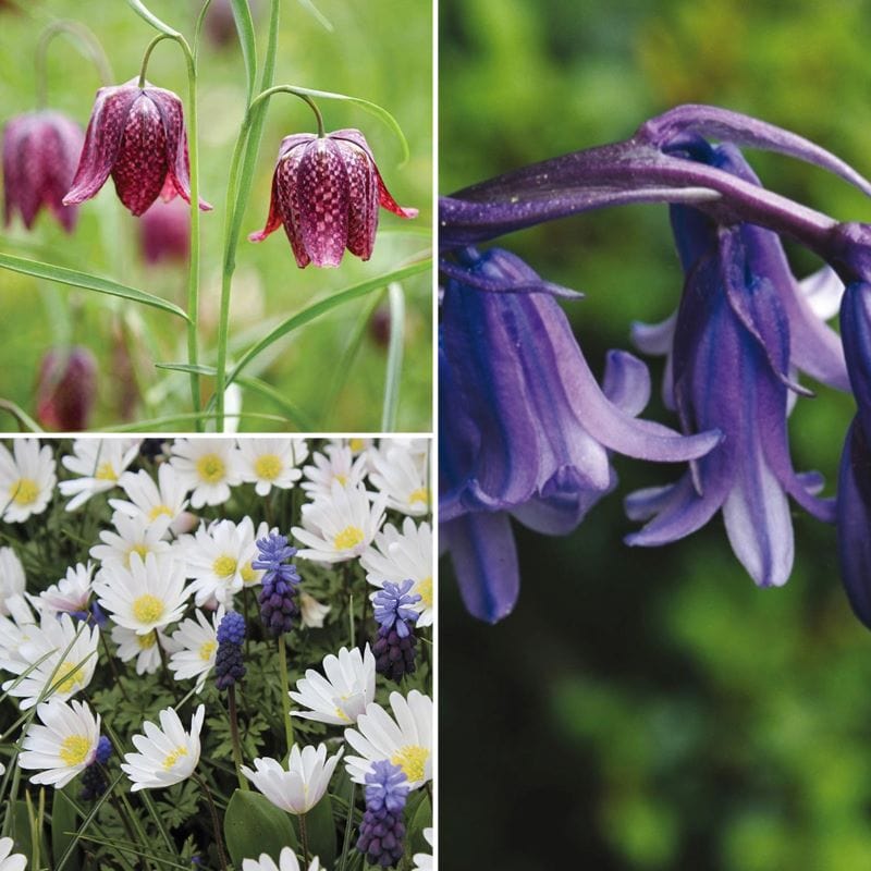 Woodland Bulb Collection from Mr Fothergill's