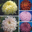 Chrysanthemum Gompie Flower Plant Collection From Mr Fothergills Seeds ...