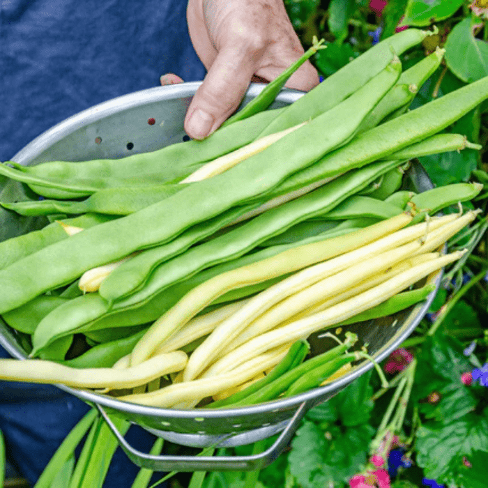 Dwarf Bean Plants and Seeds| Vegetables | Fothergill's