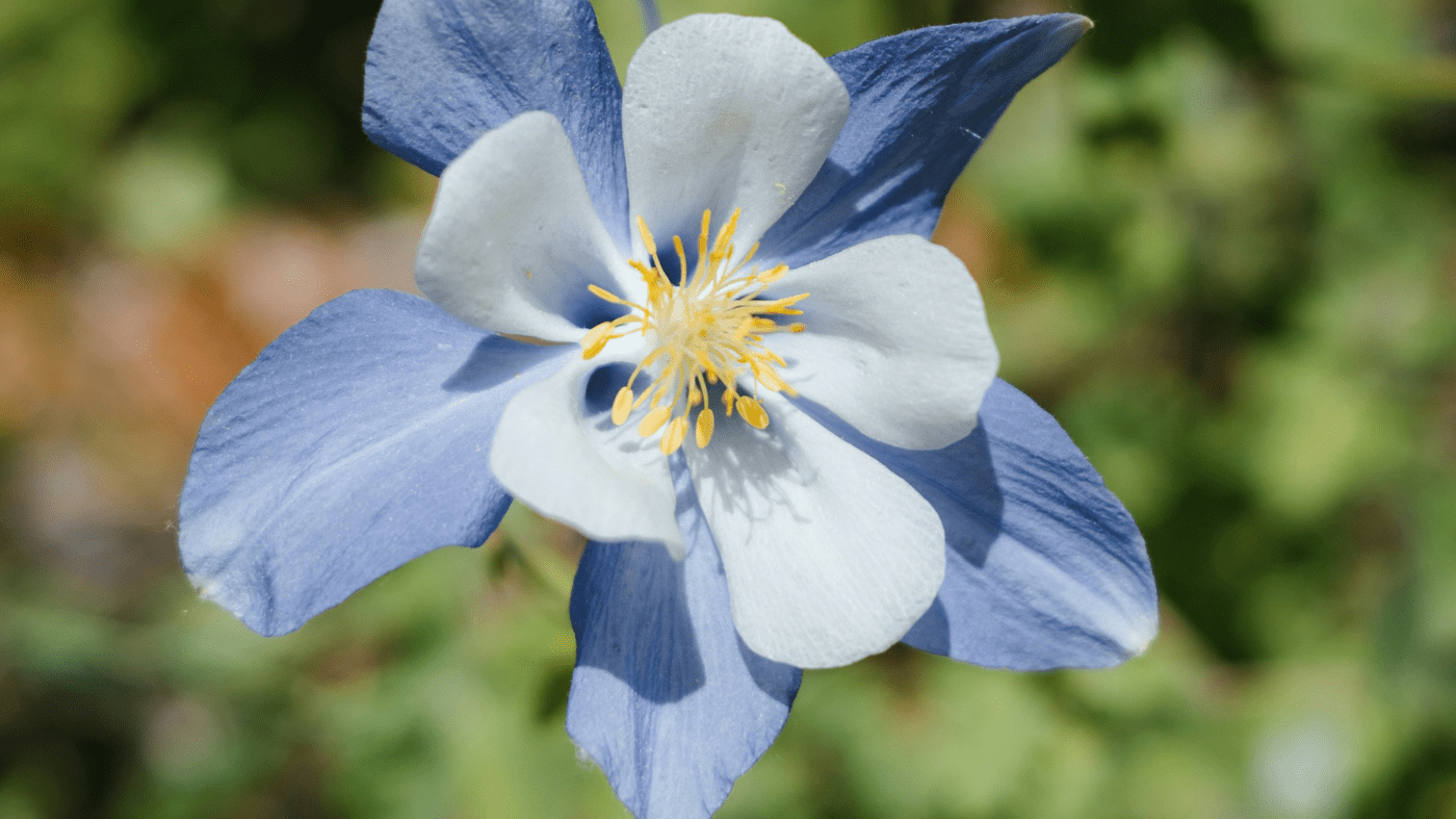 How to Grow Colourful Columbines | Fothergill’s