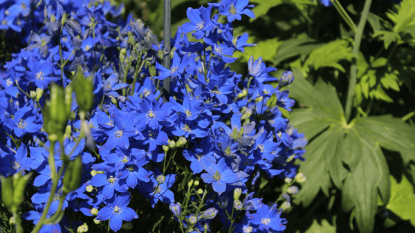 How to Grow Delphinium from Seed | Fothergill’s