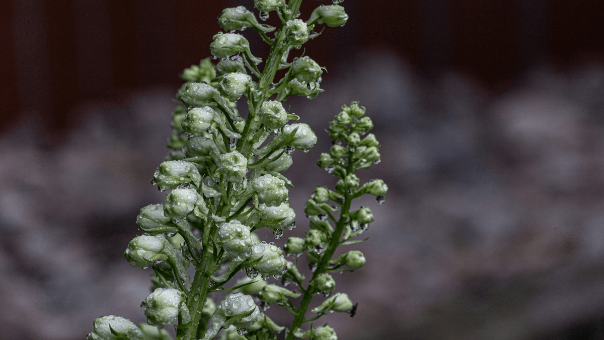 How to Grow Delphinium from Seed | Fothergill’s