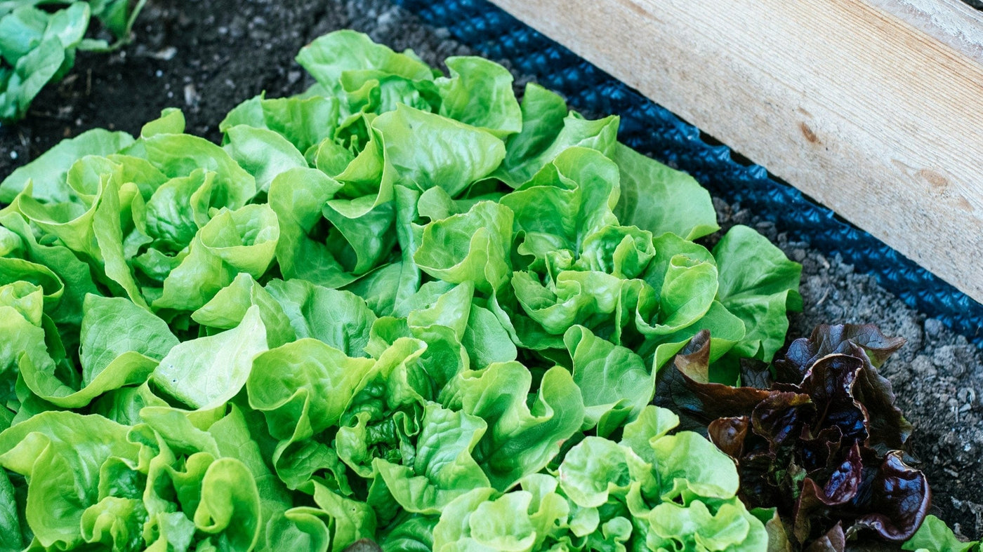 How to Grow Lettuce | Growing Guide | Mr Fothergill’s