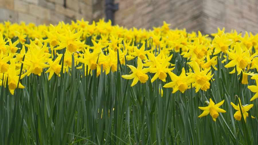 How to Grow Daffodil Bulbs | Growing Guide | Mr Fothergill’s